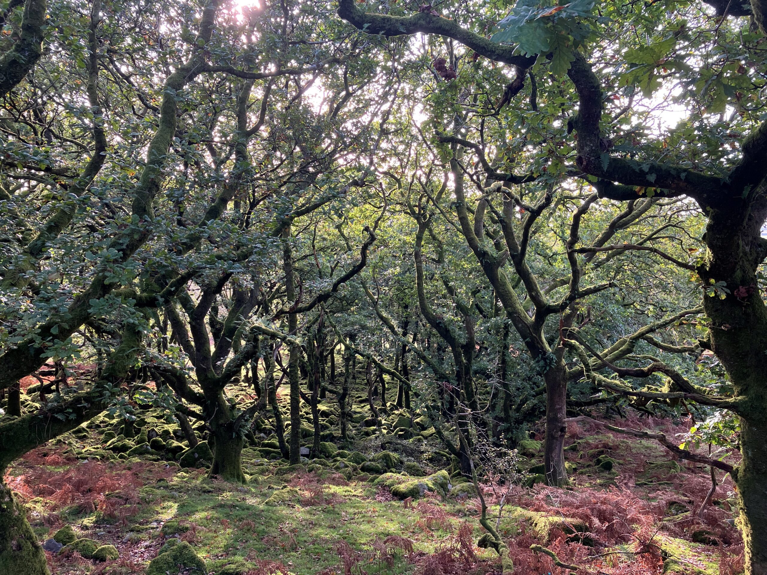 Phase II Surveys - Corylus Ecology