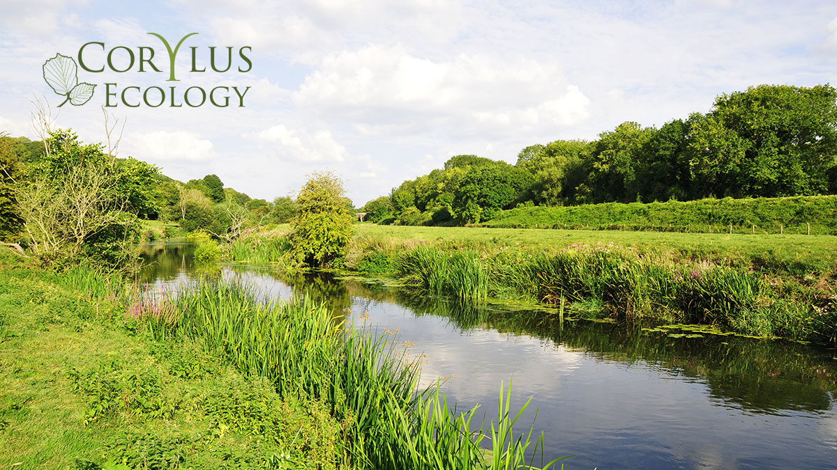 Corylus Ecology - Ecological Consultants in the South of England